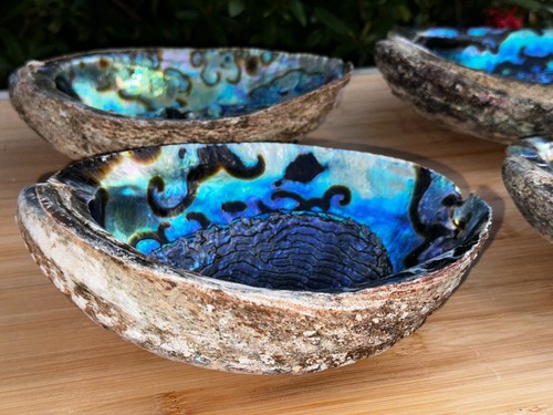Jumbo Abalone Shell 7-8", Huge Seashell Incense Burner, Smudge Bowl ...
