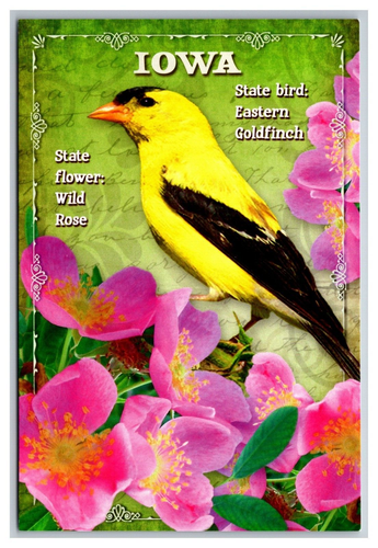 Iowa State Flower Bird Large Size 6x4 Unposted Postcard | eBay