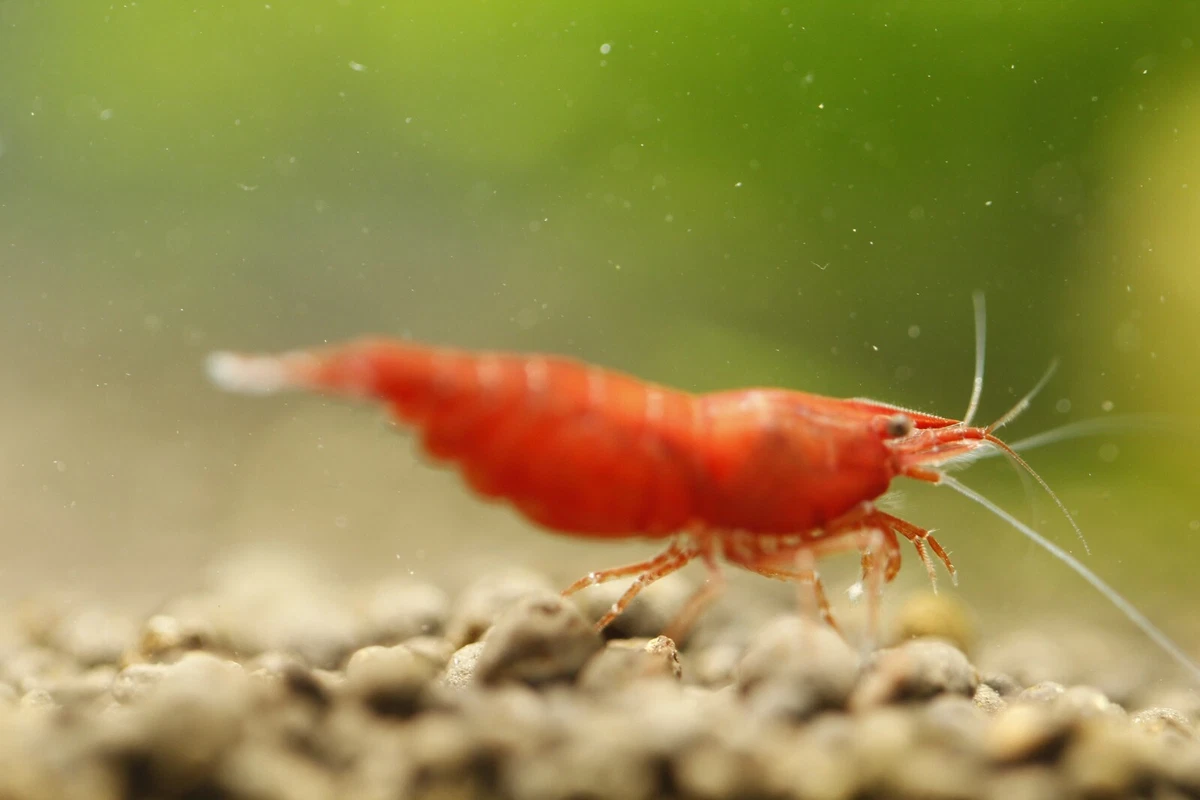 Freshwater Fire Shrimp