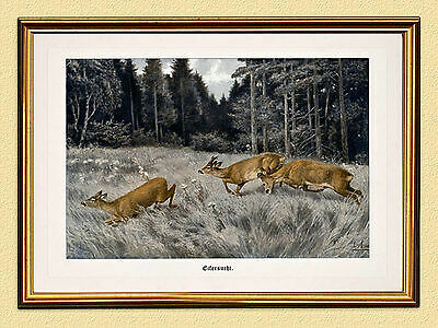 Eifersucht Jagdbild Reh Brunft Rehbock Wilderer A3 285 Gerahmt | eBay.de
