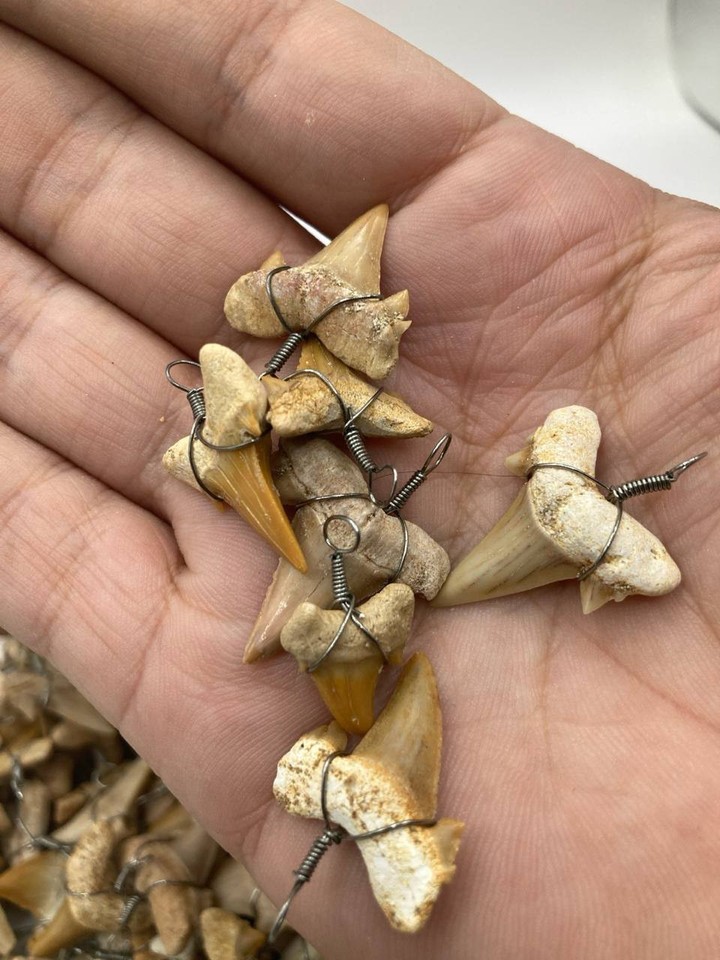 Lot 100 Genuine Otodus Shark Teeth Wire Wrapped Pendants Authentic ...
