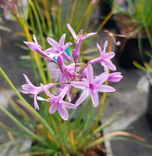 Tulbaghia violacea 'Dark Star'® / Ail violet d’Afrique du sud ...
