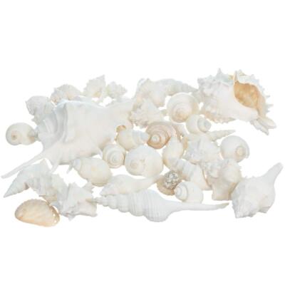 Sea Shells - Real Mixed Beach Seashells - White Decorative Assorted Seashell ... | eBay