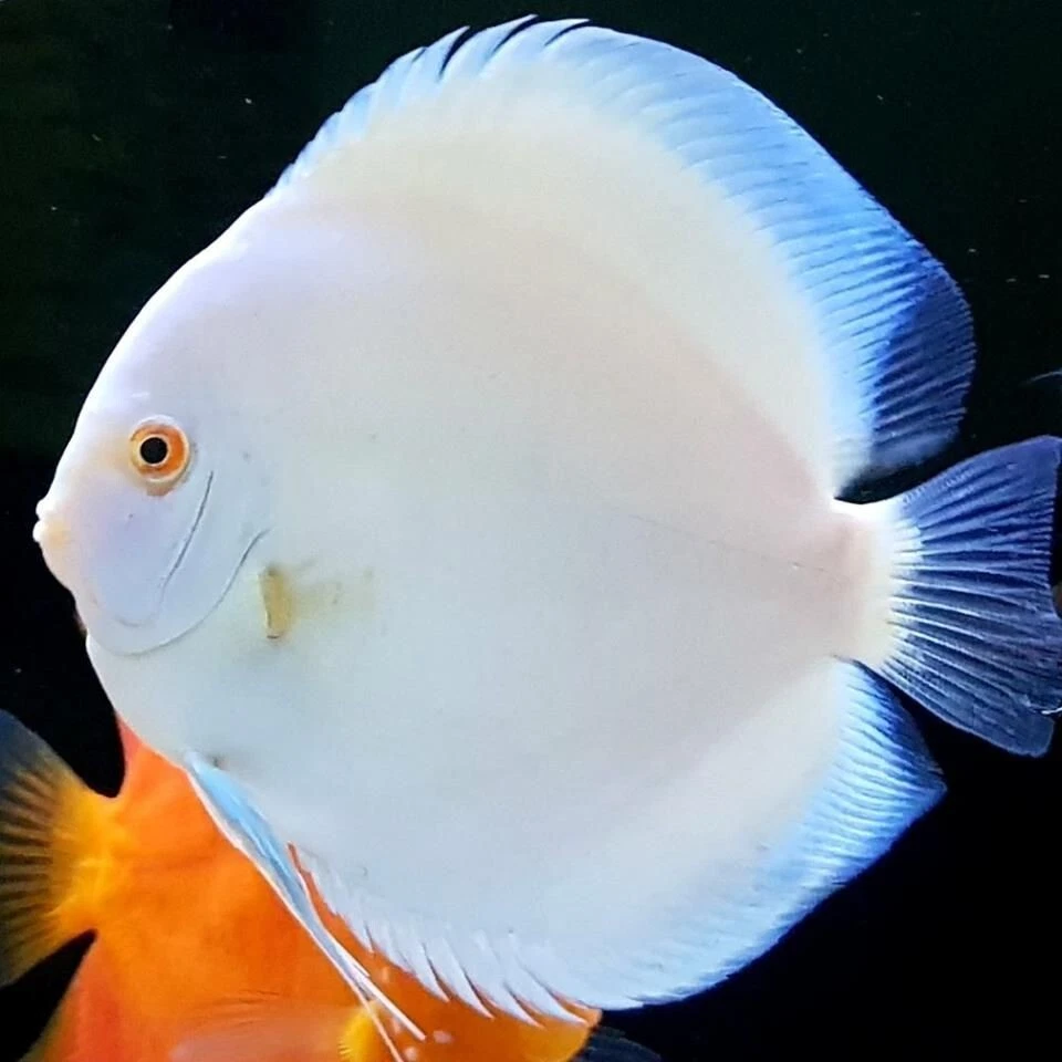 Snow White Discus Fish