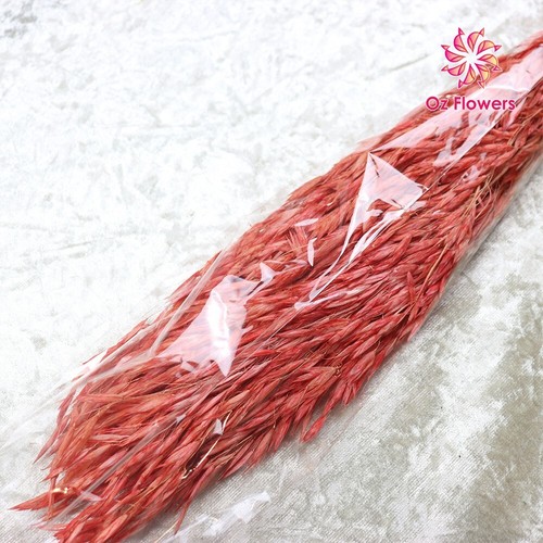 Oz Flowers - Dark Red Natural Dried Oat Bunch | eBay Australia