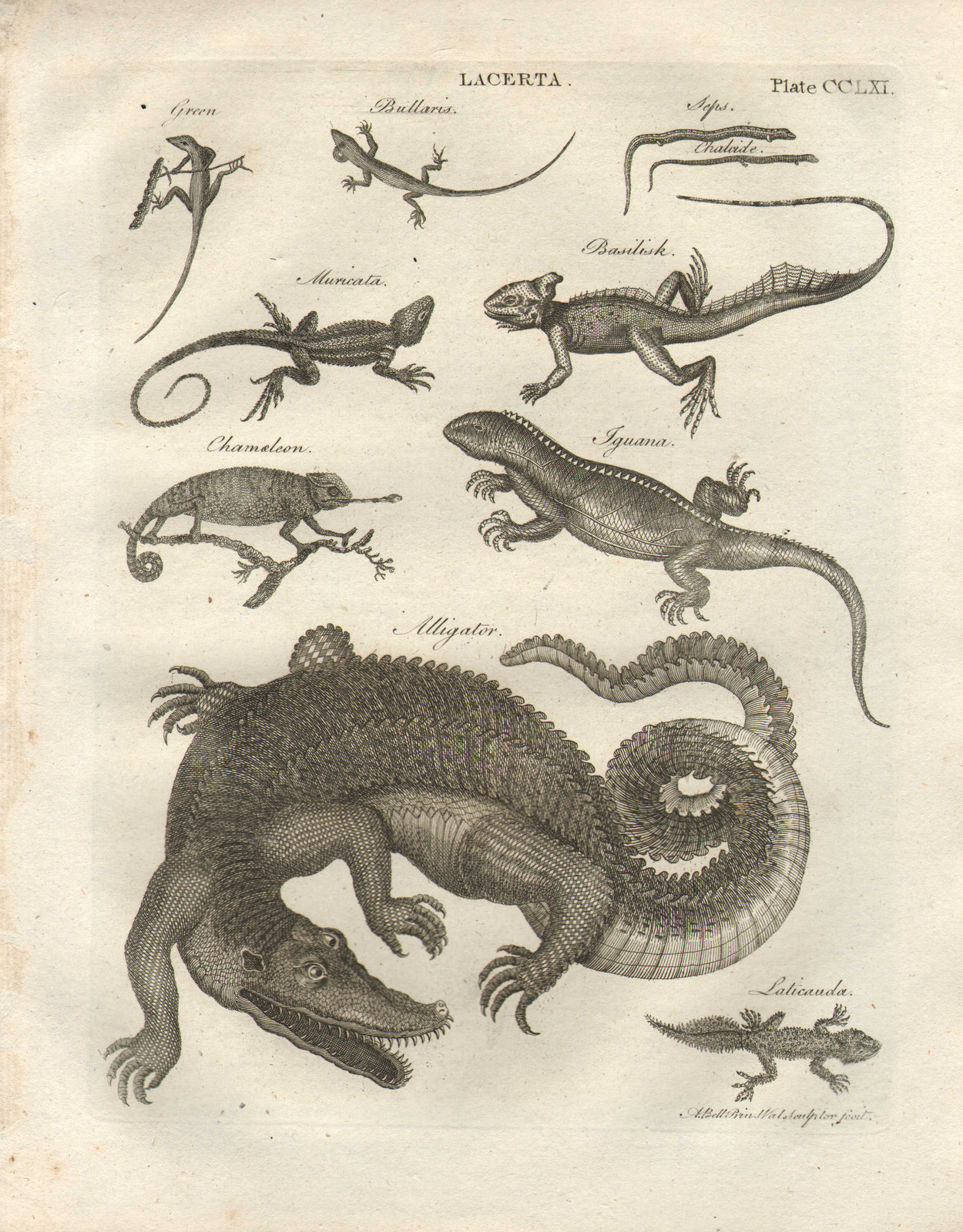 1797 GEORGIAN PRINT ~ LACERTA ALLIGATOR IGUANA CHAMELEON | eBay Australia