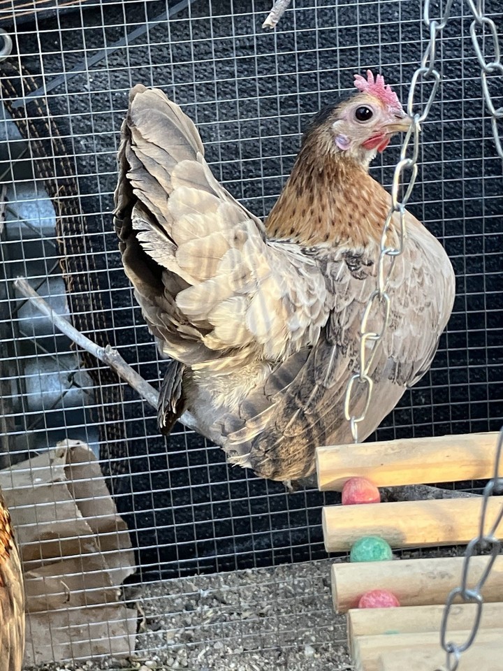 Serama Hatching Eggs 6+ | eBay