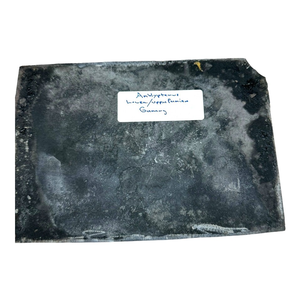 Amblypterus Fossil Fish - Upper/Lower Permian - Germany | eBay