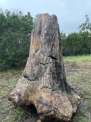 Giant Petrified Wood Tree Stump 8ft Tall One of a kind fossil River ...