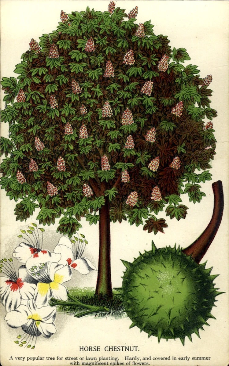 Chestnut Tree Drawing