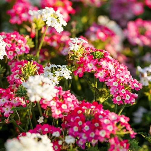 Verbena COMPACTA Mix Dwarf Groundcover Tender Perennial Bees Non-GMO ...