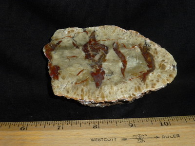 POLISHED SECTION OF UTAH PETRIFIED DINO POOP | eBay
