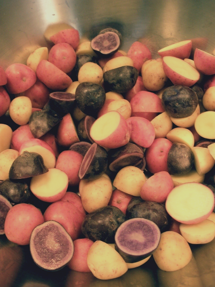 Rare Potato Seeds 2 Lbs Mixed Purple Red Yukon Gold Russet Organic for ...