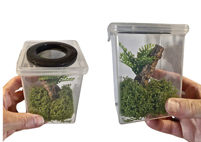 TWO Insect Rearing Boxes: Ideal For Young Praying Mantis | eBay UK