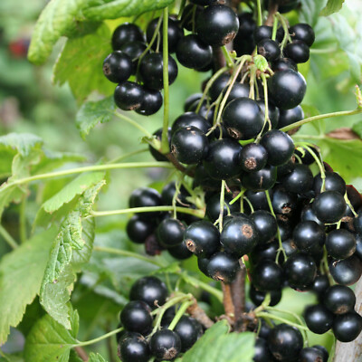 5 boutures bio de cassissiers donnant abondamment jardin en ...