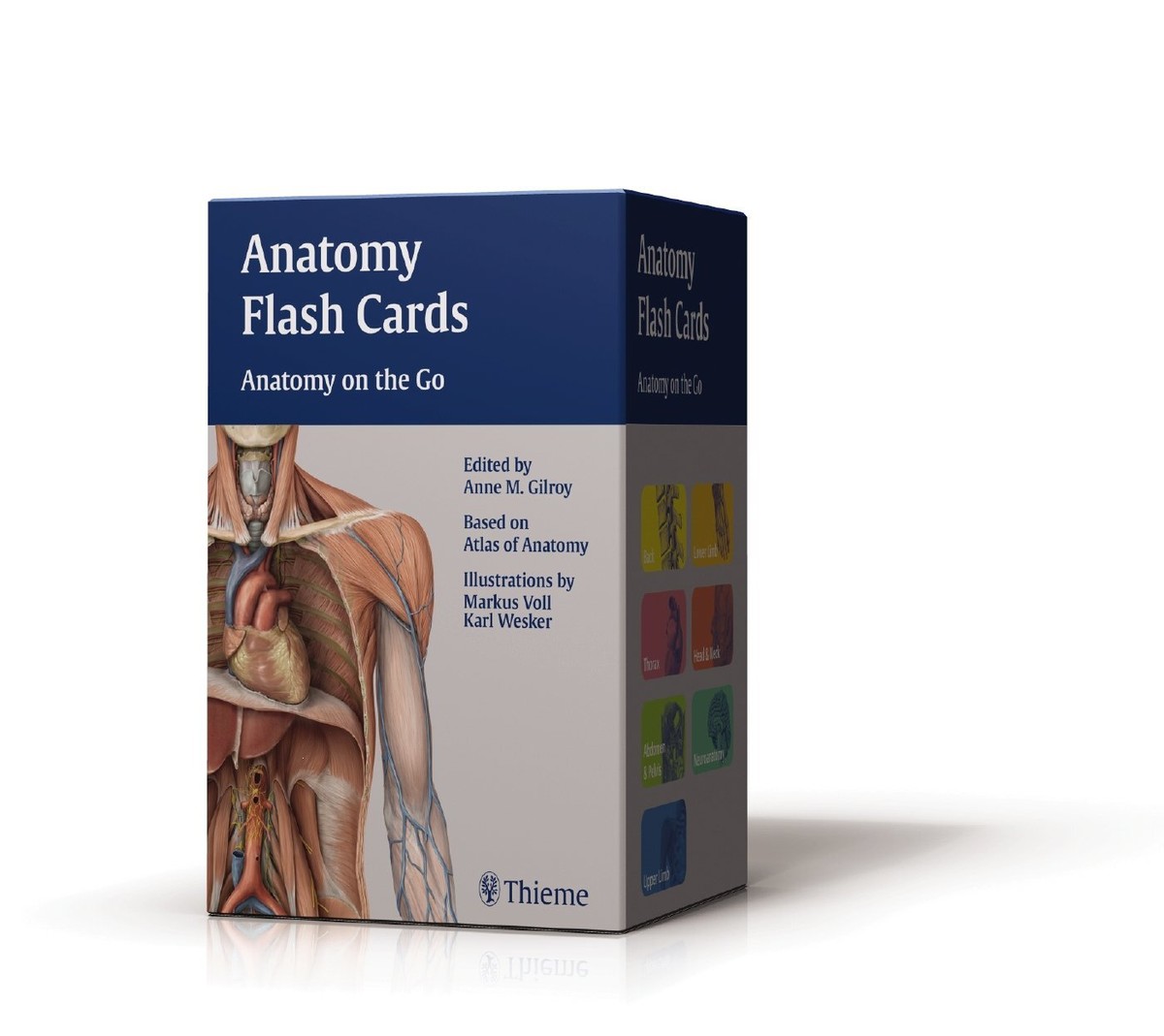 How To Make Anatomy Flash Cards 8 Steps To Create Your Own Anatomy