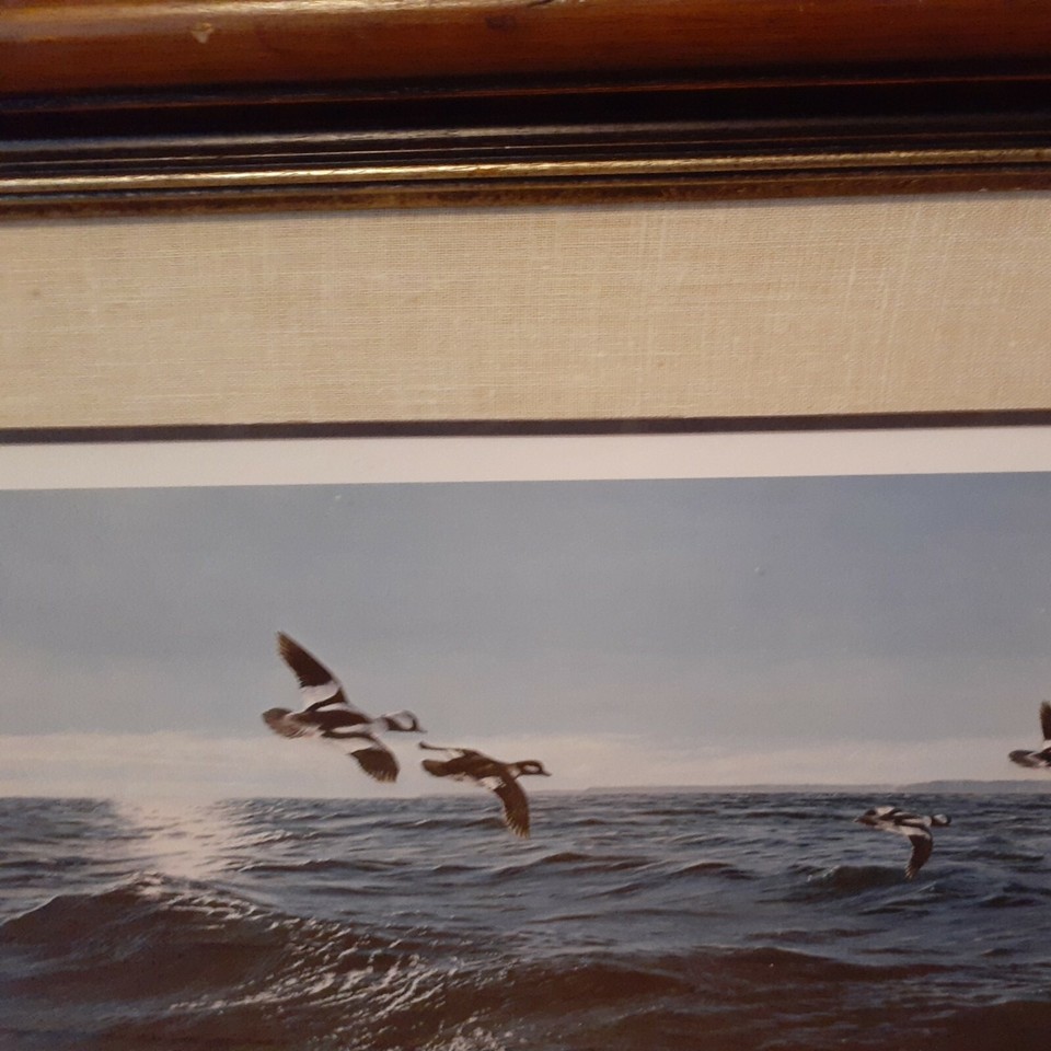 Ron Van Gilder " Restless Buffleheads" S/N LE Print 348/500 $400 Wood ...