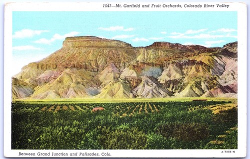 Postcard CO Mount Garfield & Fruit Orchards Colorado River Valley M8 | eBay