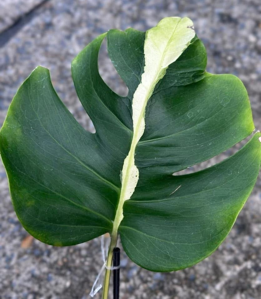 Monstera Deliciosa White Lava Variegated | Rare Plant Not Alocasia Not ...