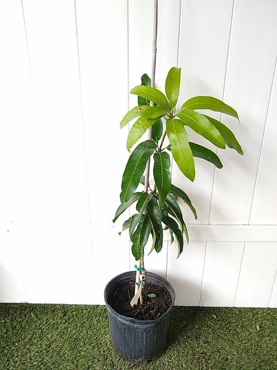 Mango Trees In Container