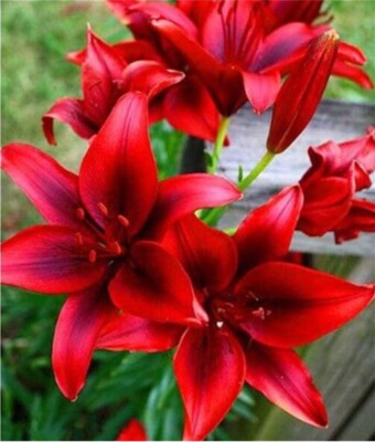20 SEEDS for Deep Red LILY RARE flower exotic bloom home garden plant ...