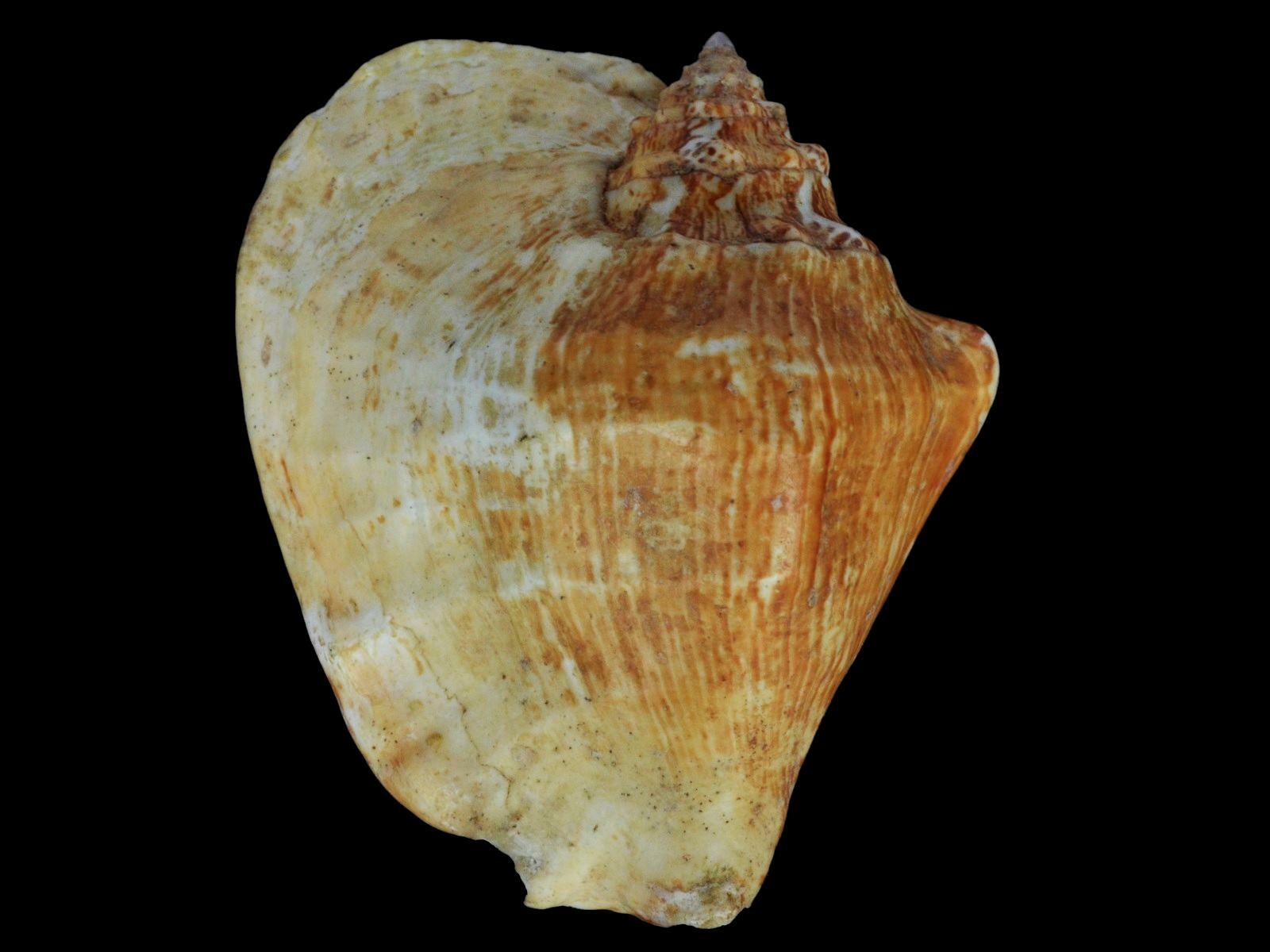 Strombus latissimus - Shells from all over the World | eBay