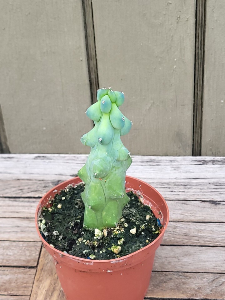 Myrtillocactus geometrizans 'fukurokuryuzinboku' (bobbie cactus) rare ...