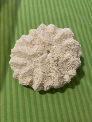 Natural White Coral Ocean Beach Coastal Decor Fossil 9” | eBay