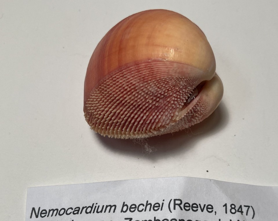 Nemocardium bechei. Bechei's Cockle. Great shape. Philippines | eBay