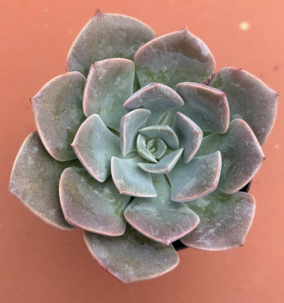 Graptoveria 'Francesca', comes in a 2.5" Pot | eBay