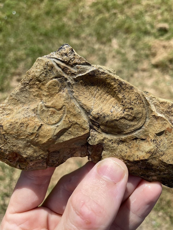HUGE “Olenellus chiefensis” Trilobite Fossil, Lower Cambrian, Pioche Fm ...
