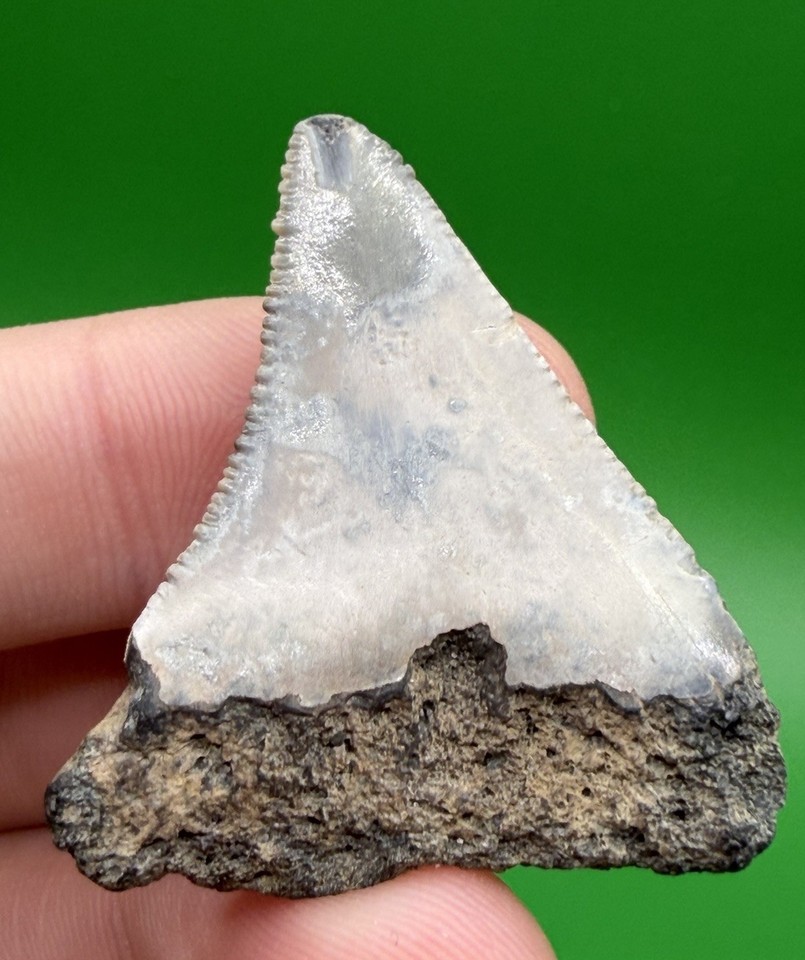 Quality 1.59” Lowcountry Angustiden Shark Tooth Fossil Megalodon Family ...