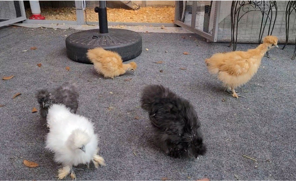 Silkie Bantam Chicken Eggs Fertilized For Hatching Organic Home Grown ...