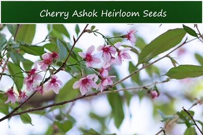 Tropical Seeds -Cherry Ashok Tree - 10 Seeds -All Natural Heirloom | eBay