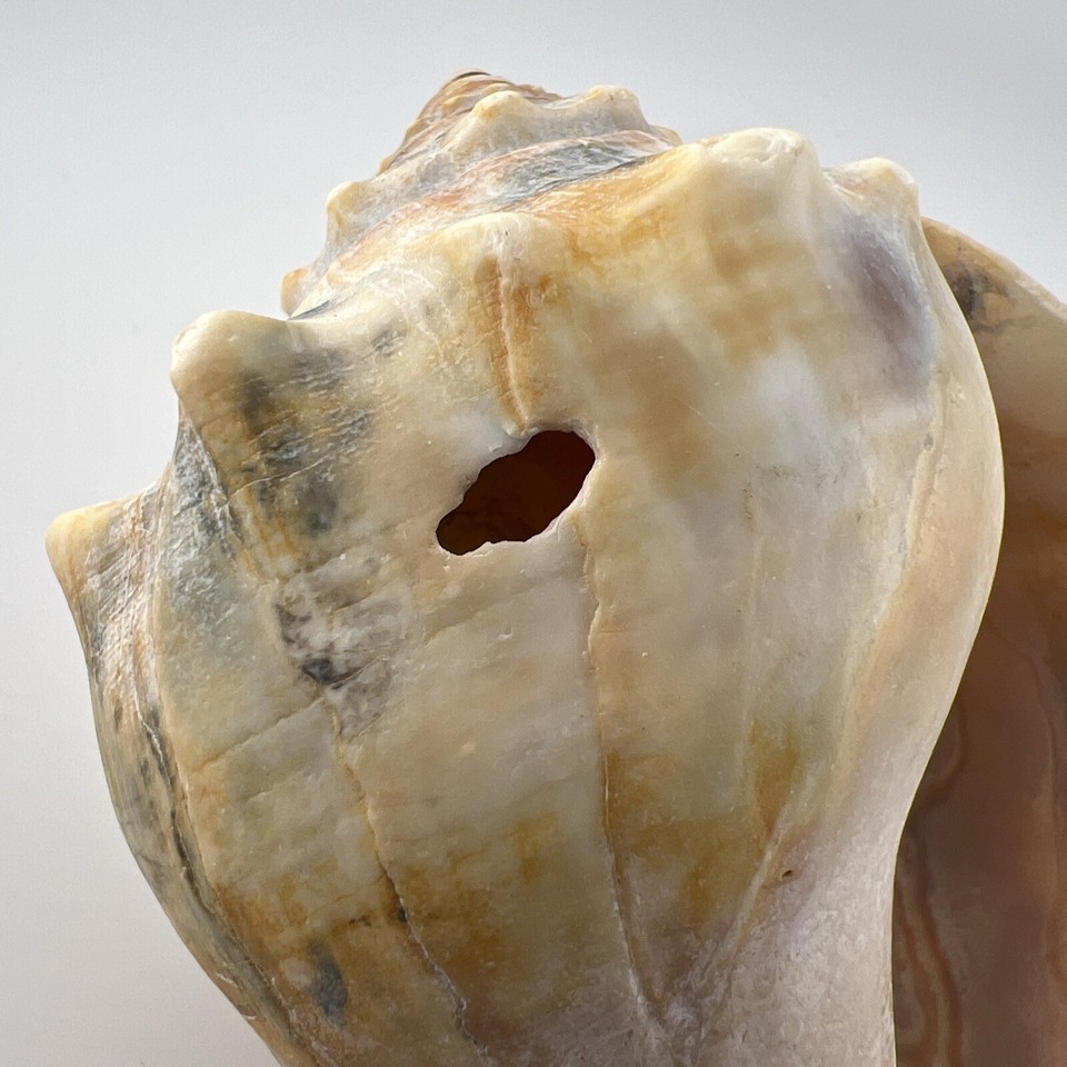 Large Lightning Whelk Conch Sea Shell Thick Pink Nautical Beach Decor 8 ...