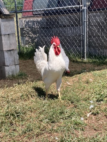 Purebred White Leghorn Hatching Eggs, Novogen Production Line, EXC ...