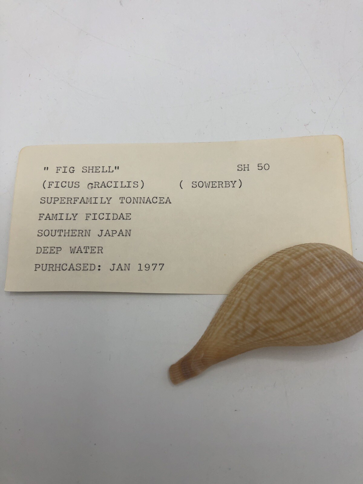 Paper Fig Shell