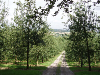 Photo 6x4 Old cider apple orchard Callestick on the Cornish Cyder Farm ...