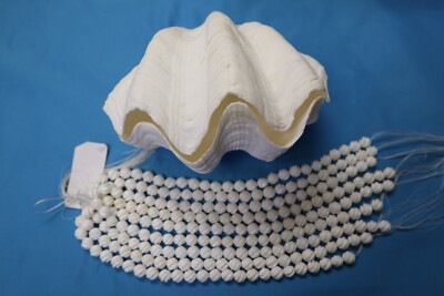 Tridacna gigas Rare Giant Clam Shell Carved Beads ~ Old stock from the ...