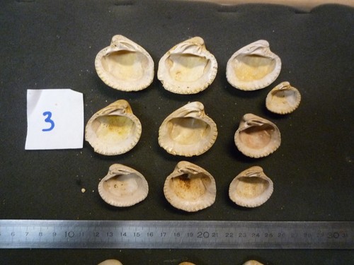 097.01 C-CARDITA PLANICOSTA - LOT N°03 X 10 - FOSSILE DU B.PARISIEN | eBay