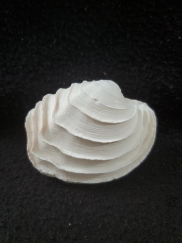 BASSINA DISJECTA seashell AUSTRALIA 59mm - ATTRACTIVE! | eBay