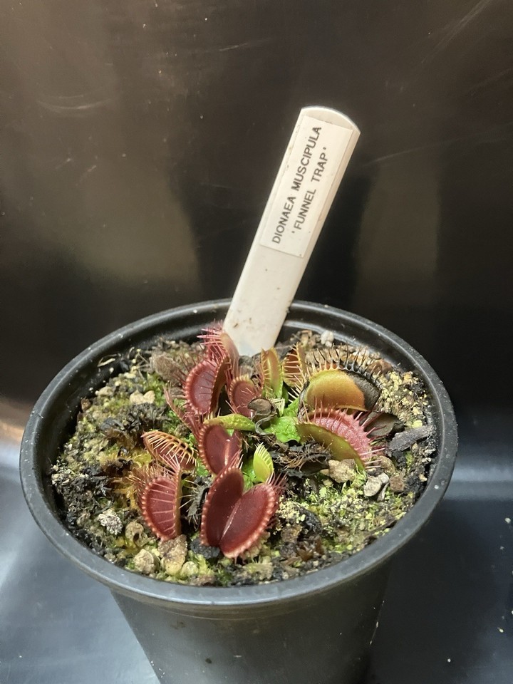 Venus Flytrap Collection, Three Plants | eBay UK