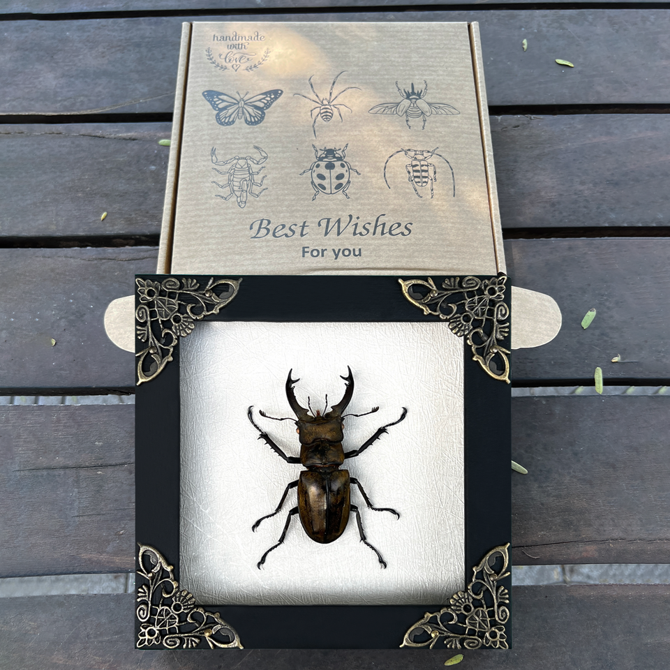 Insect Specimen Framed Lucanus Beetle Taxadermy Display Bug Oddities ...