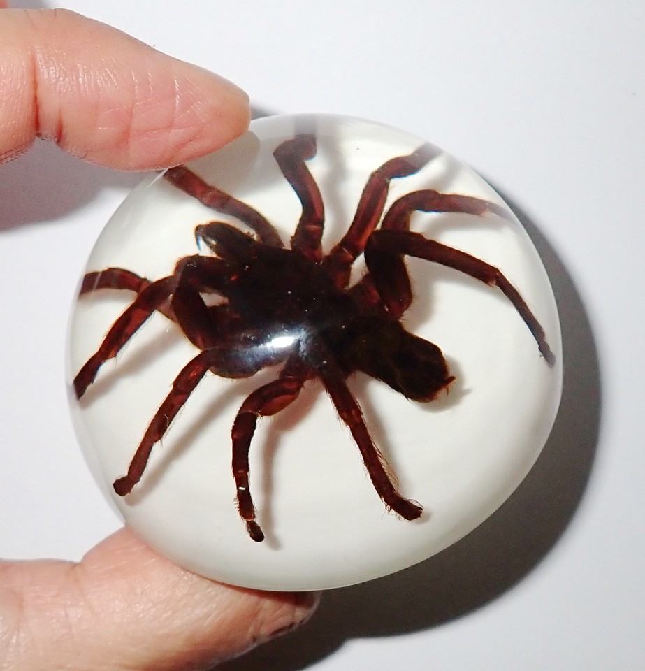 Tarantula Spider Specimen 67 mm Lucite Dome Paperweight on White bottom ...