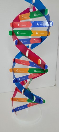 science projects DNA Model DIY | eBay