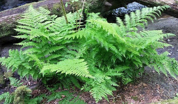 LADY FERN 1003 SPORES (SEEDS*) FILIX FEMINA, COLD HARDY, LARGE UP TO 3 ...