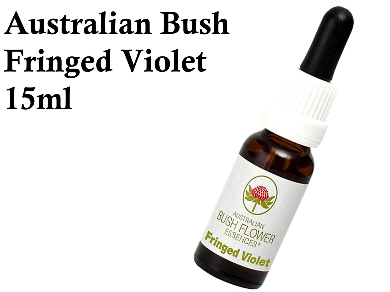 Fringed Violet Bush Flower | Best Flower Site