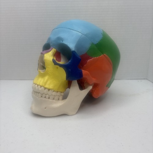 Life Size Colorful Human Skull Model Anatomical Anatomy Medical Teach ...