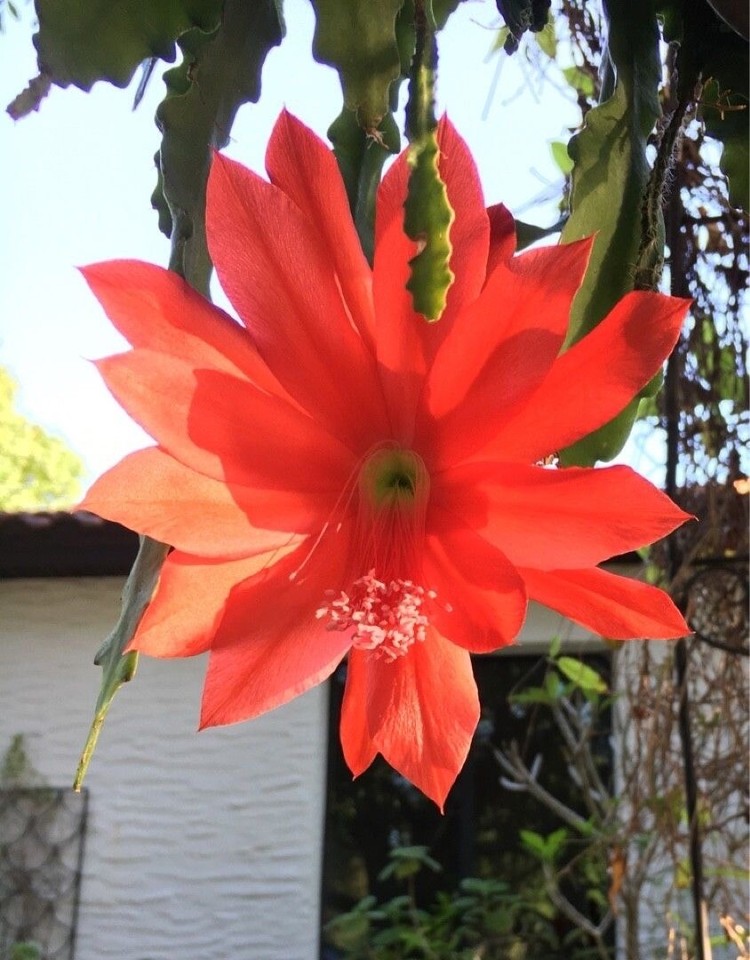 EPIPHYLLUM Red Orchid Cactus XXL ACKERMANII red Flowers extra XL ...