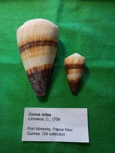 Conus miles #M0826 Papua-New Guinea 41-81mm | eBay